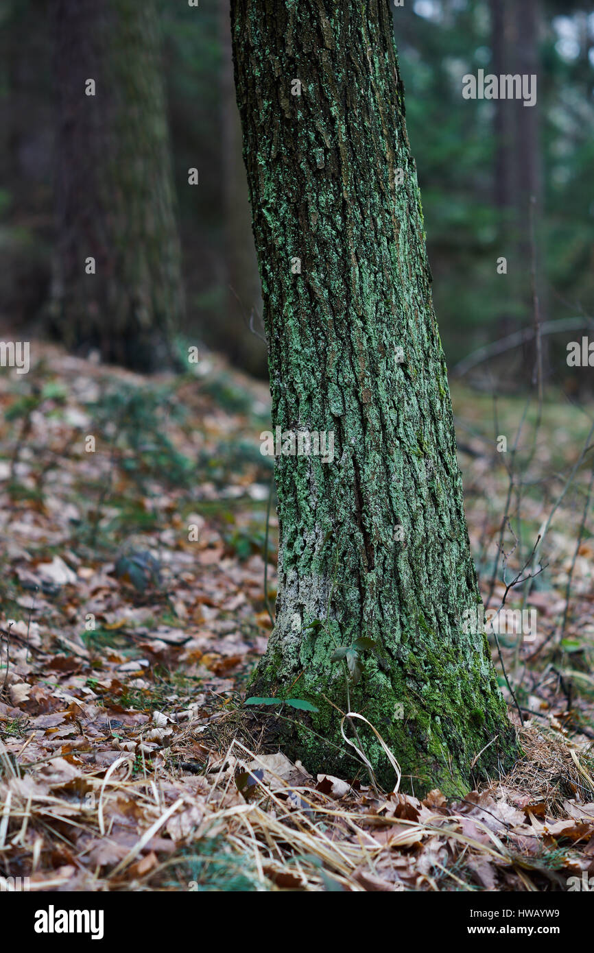 Tree trunk covered with algae lichens and moss Stock Photo - Alamy