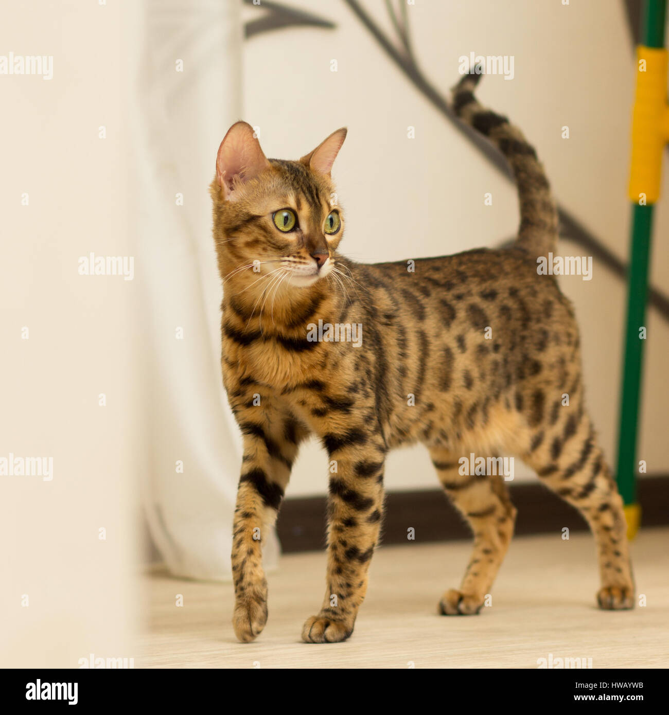 Cat of Bengali breed in a home setting in stands full-length Stock ...