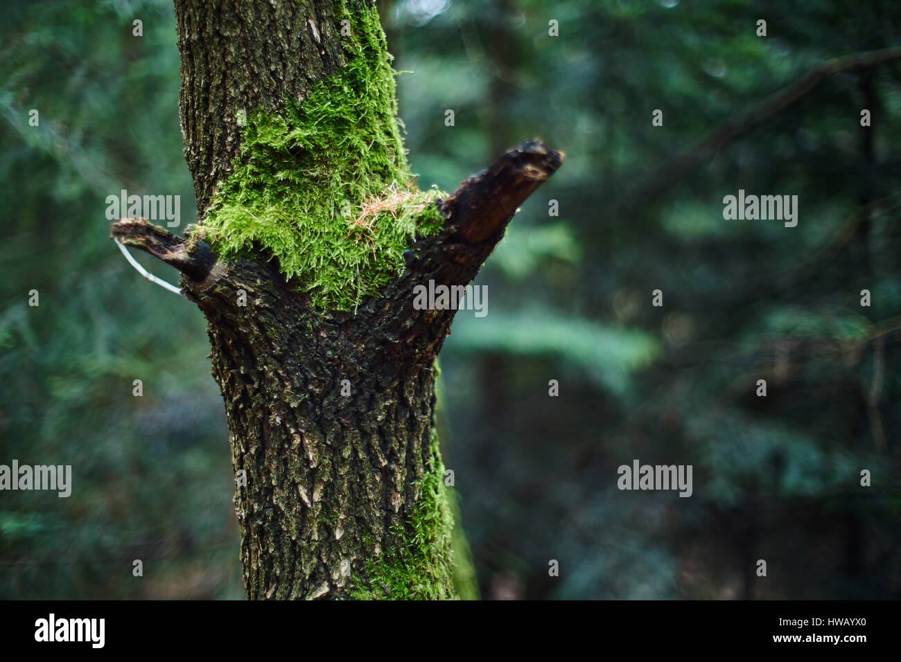 Moss on the oak tree Stock Photo - Alamy