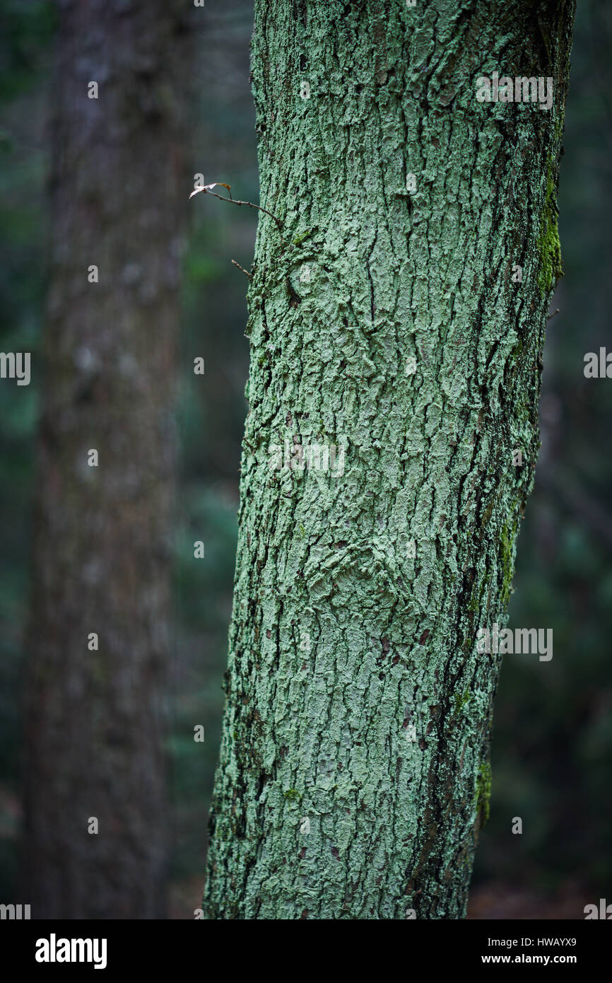Algae blooming tree bark hi-res stock photography and images - Alamy