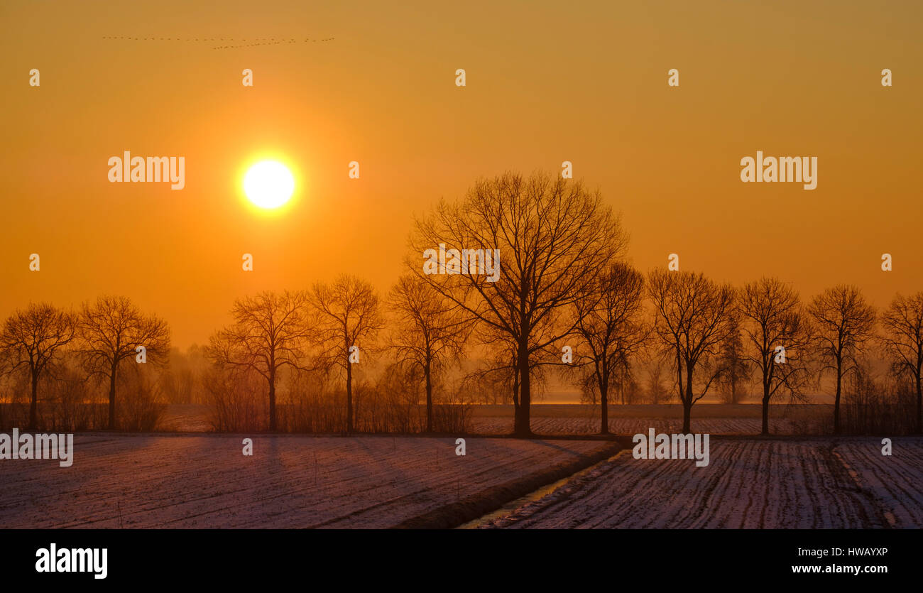 sun rises behind a row of trees and illuminates snowy fields with a ...