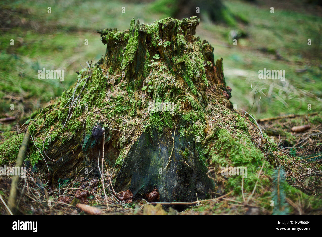 Rotten old tree stump covered with moss Stock Photo - Alamy