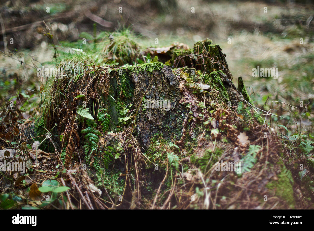 Rotten tree stump covered hi-res stock photography and images - Alamy