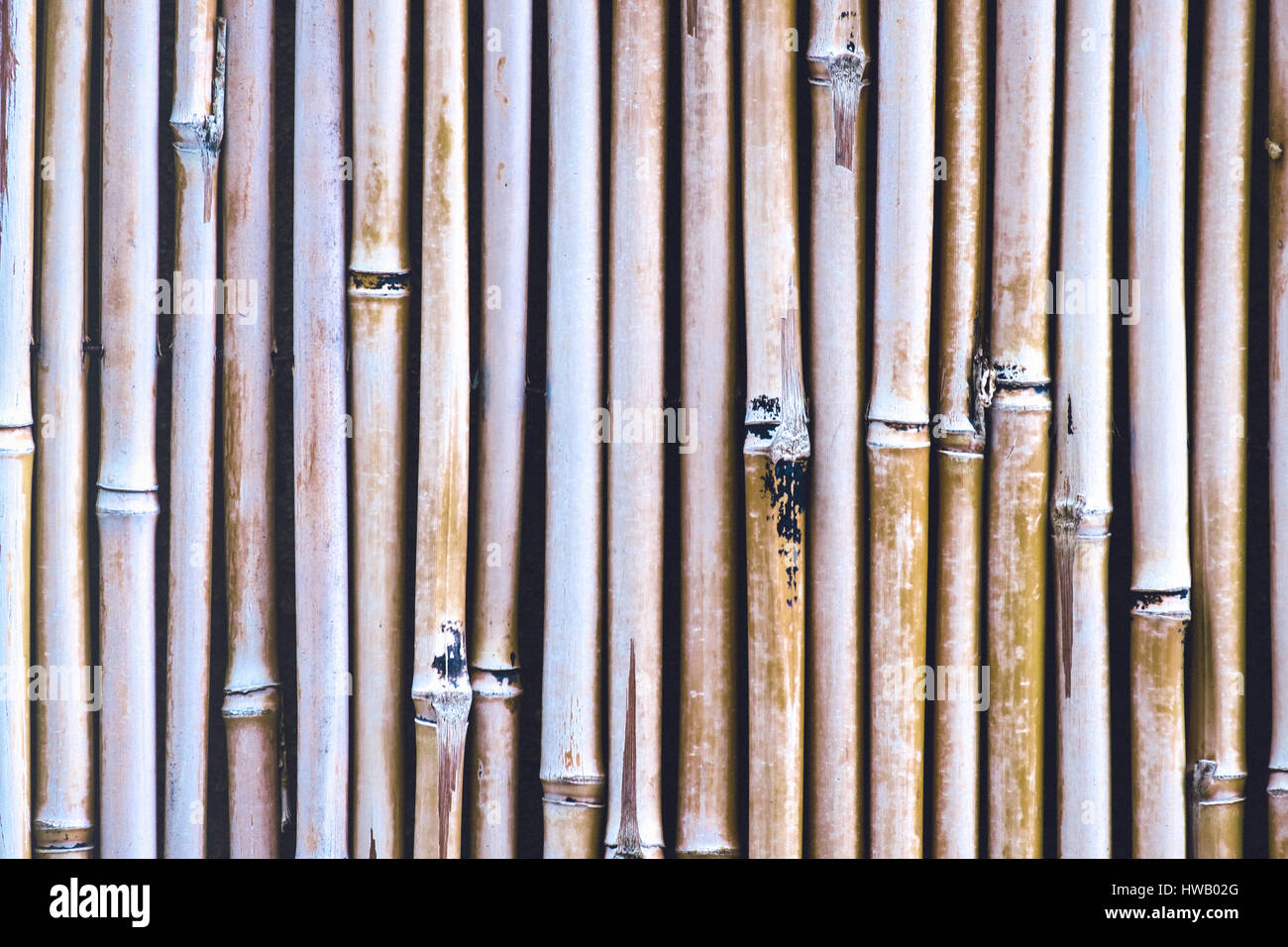 Bamboo reeds hi-res stock photography and images - Alamy