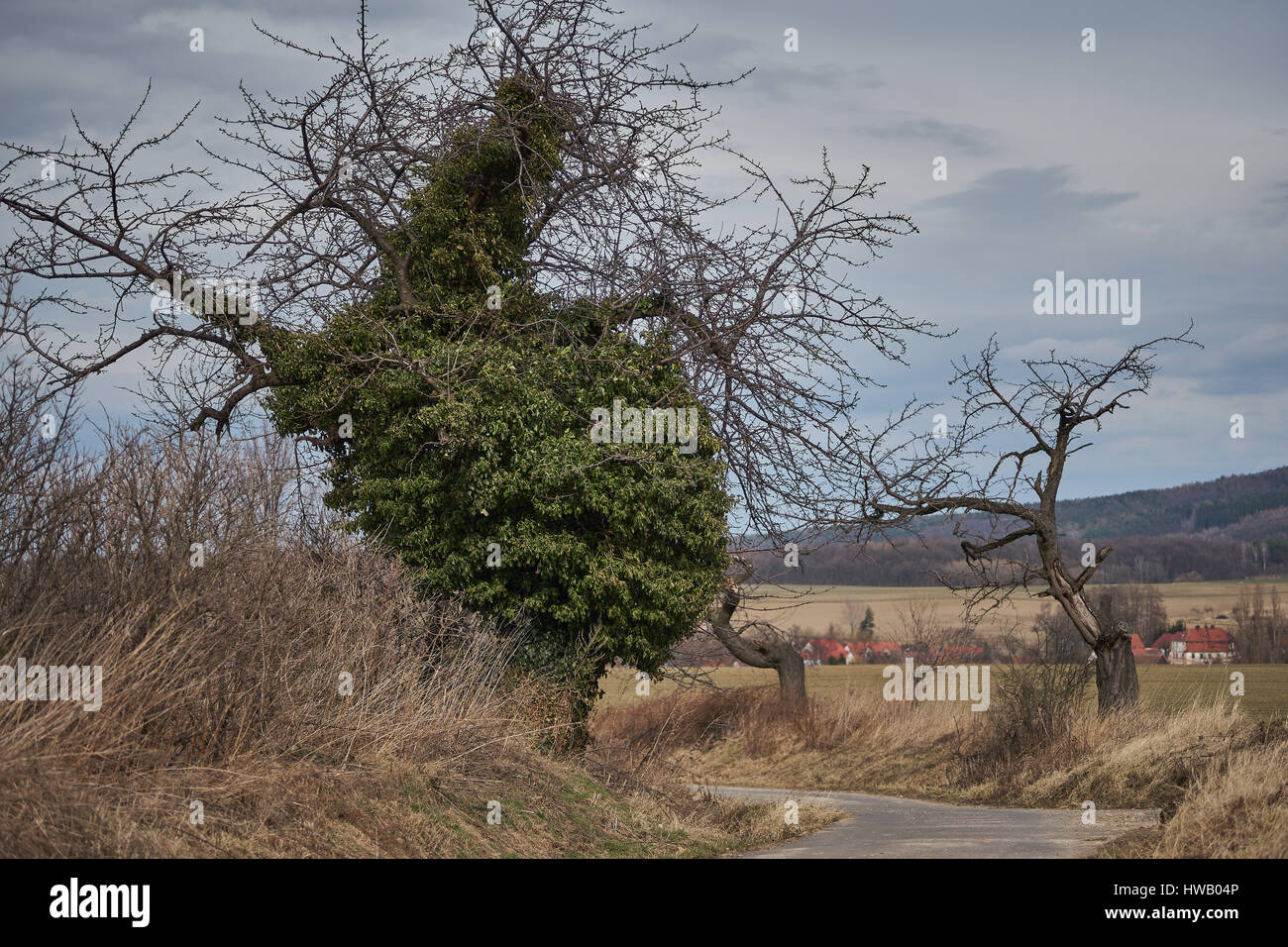 Old leafless cherry tree overgrown by ivy Stock Photo - Alamy