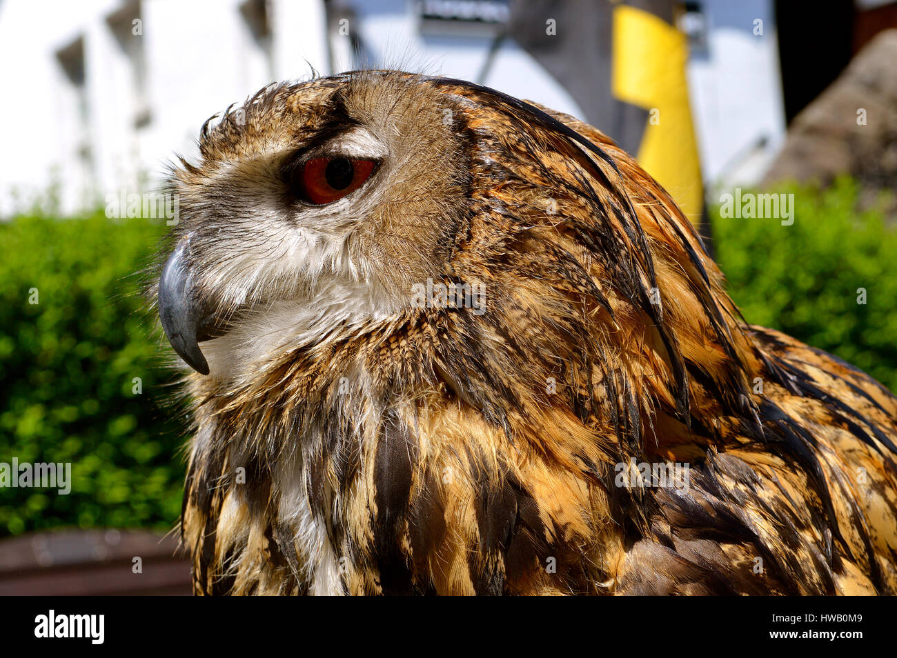 Eurasian eagle owl Latin name Bubo bubo close up Stock Photo - Alamy