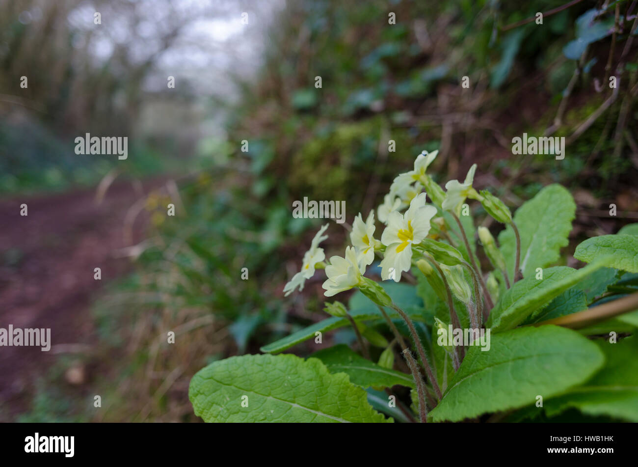 Wild primrose hi-res stock photography and images - Alamy