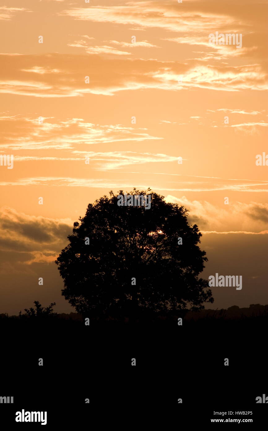 Sunset behind an Oak tree,Kings Worthy,Hampshire Stock Photo - Alamy