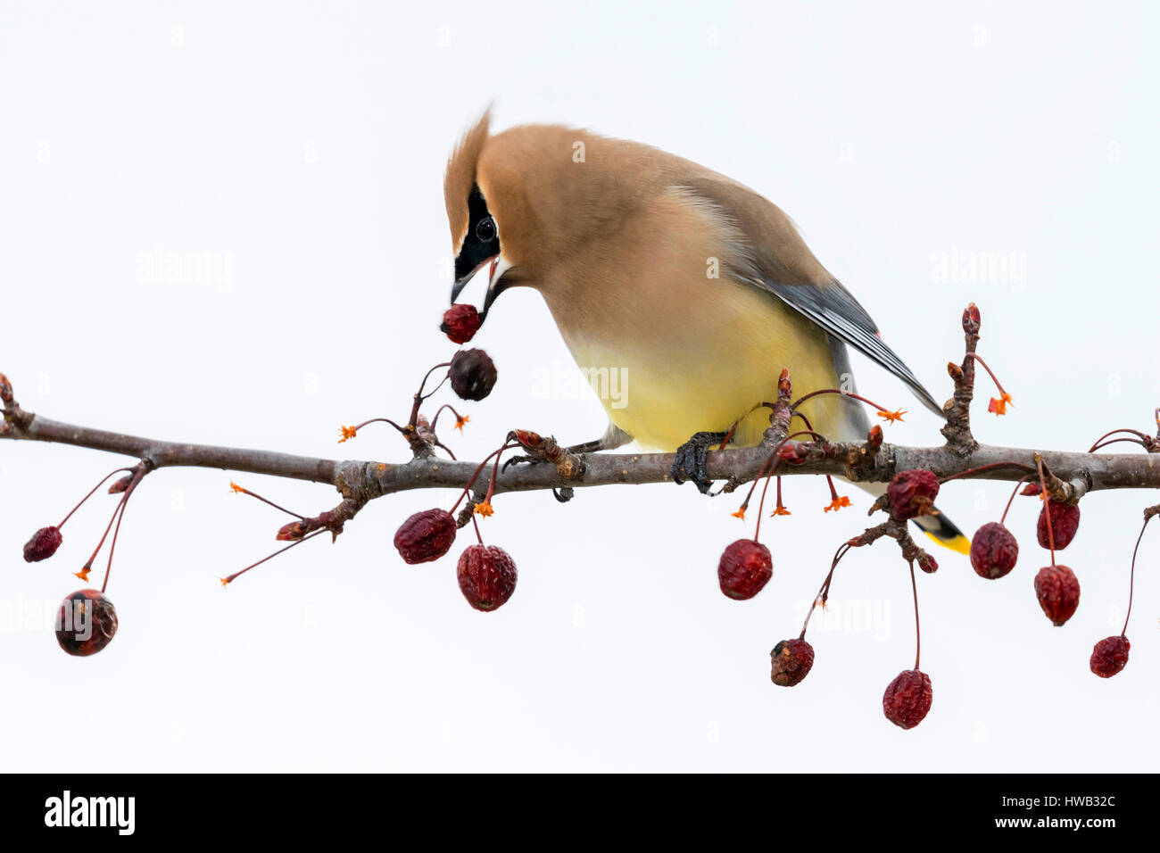 Cedar waxwing (Bombycilla cedrorum) feeding on crabapples, Ames, Iowa ...