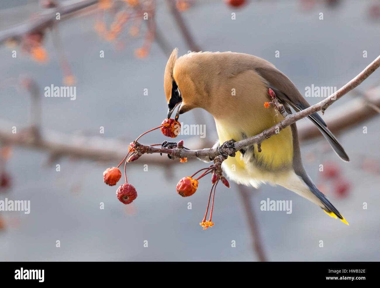 Cedar waxwing (Bombycilla cedrorum) feeding on crabapples, Ames, Iowa ...
