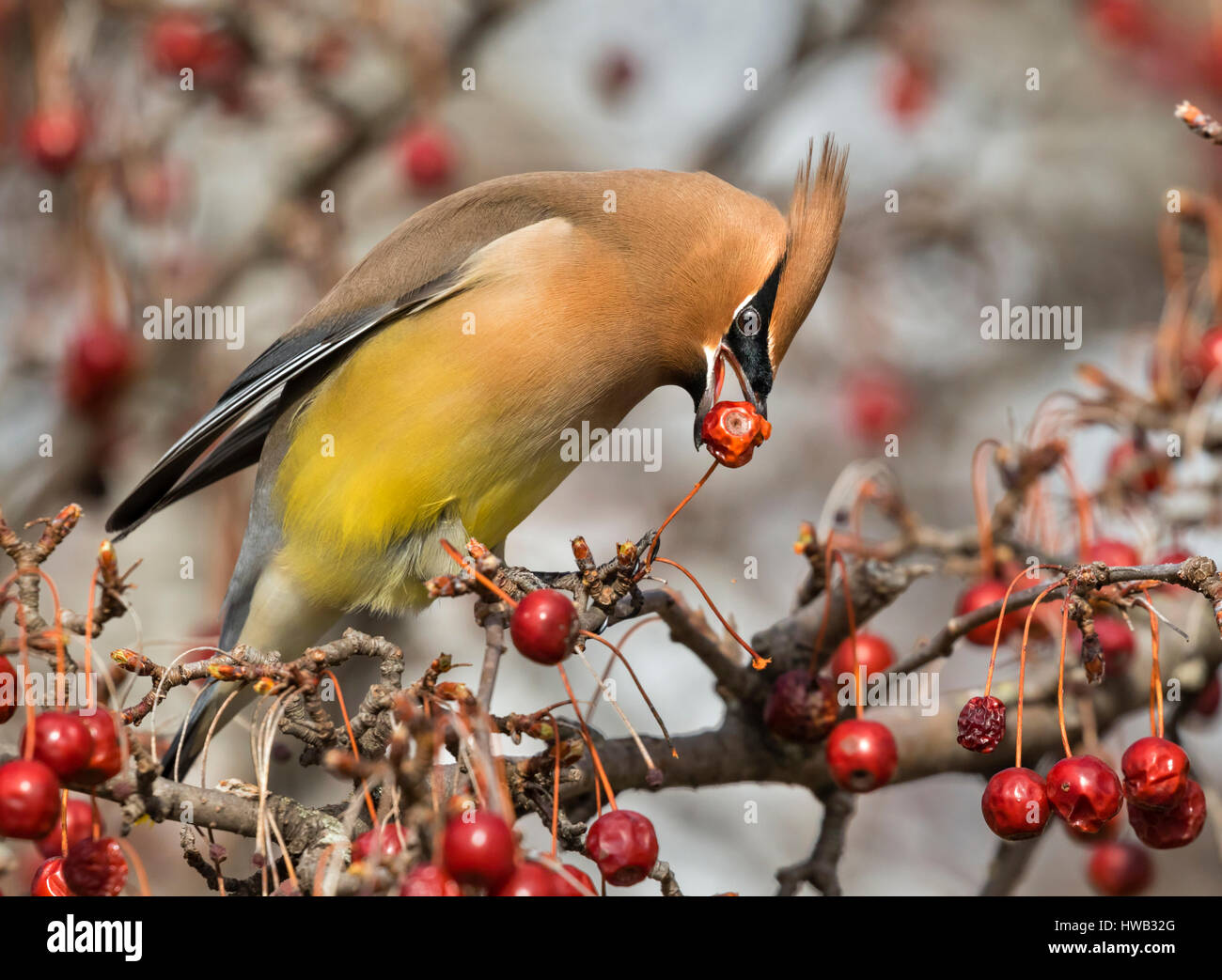 Cedar waxwing (Bombycilla cedrorum) feeding on crabapples, Ames, Iowa ...