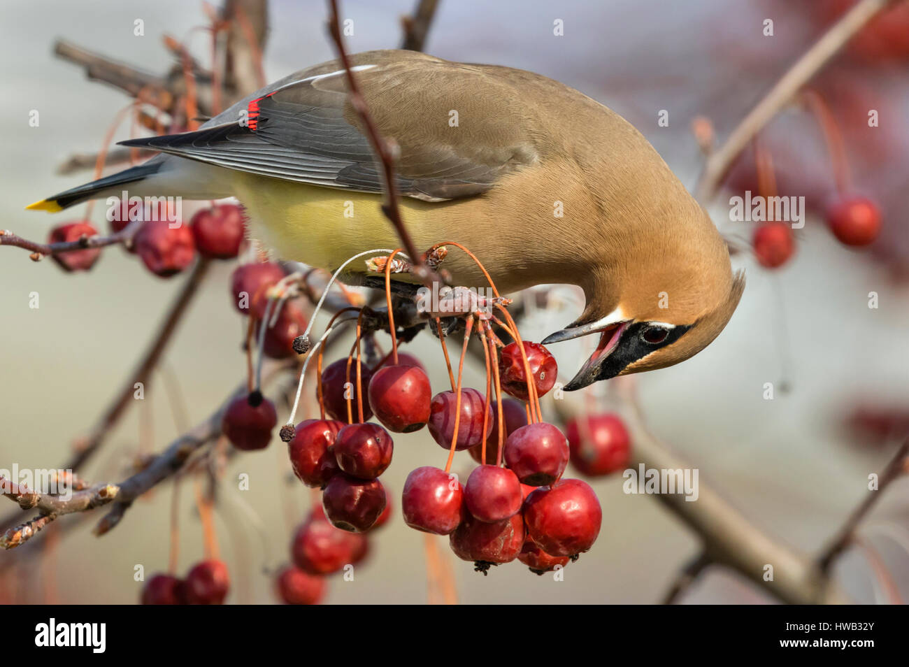Cedar waxwing (Bombycilla cedrorum) feeding on crabapples, Ames, Iowa ...