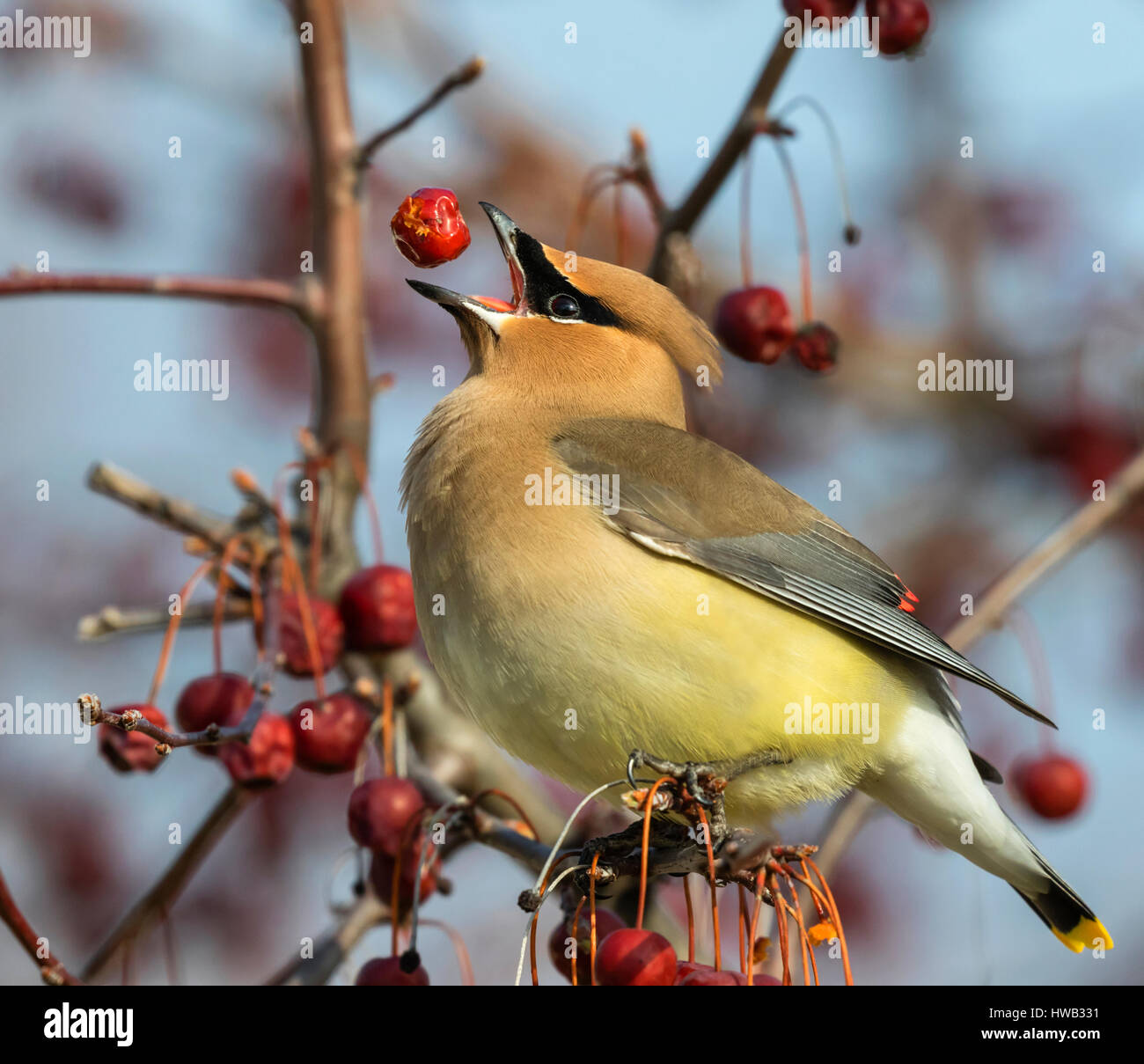 Cedar waxwing (Bombycilla cedrorum) feeding on crabapples, Ames, Iowa ...