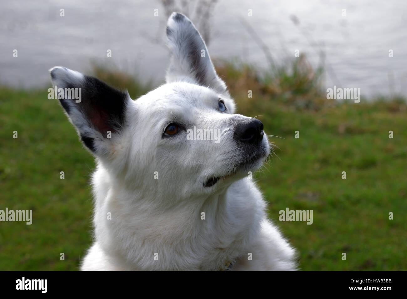 White Dog looking intently Stock Photo - Alamy