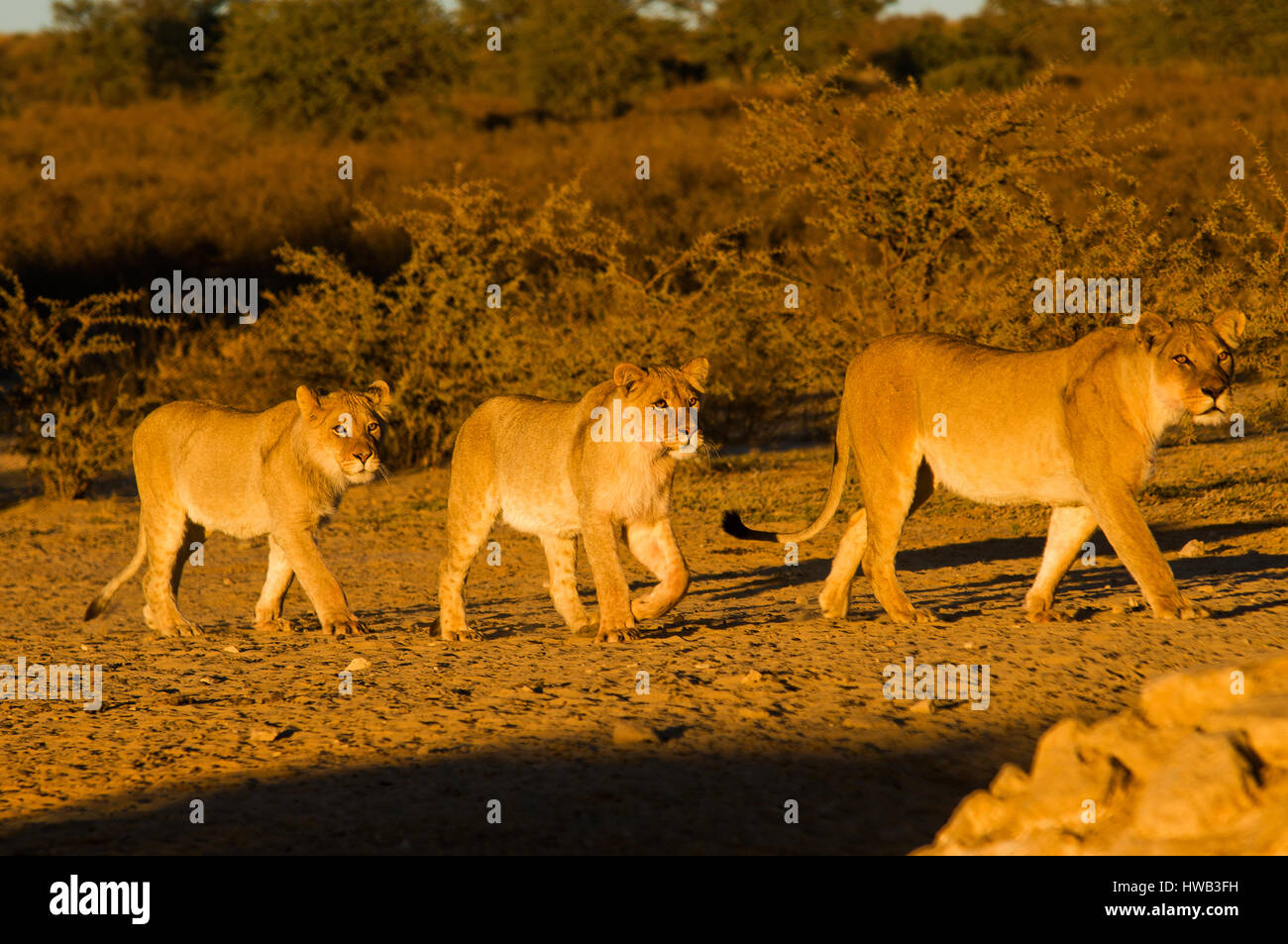 Lioness (Panthera leo) and cubs arriving at Cubitje Quap waterhole very ...