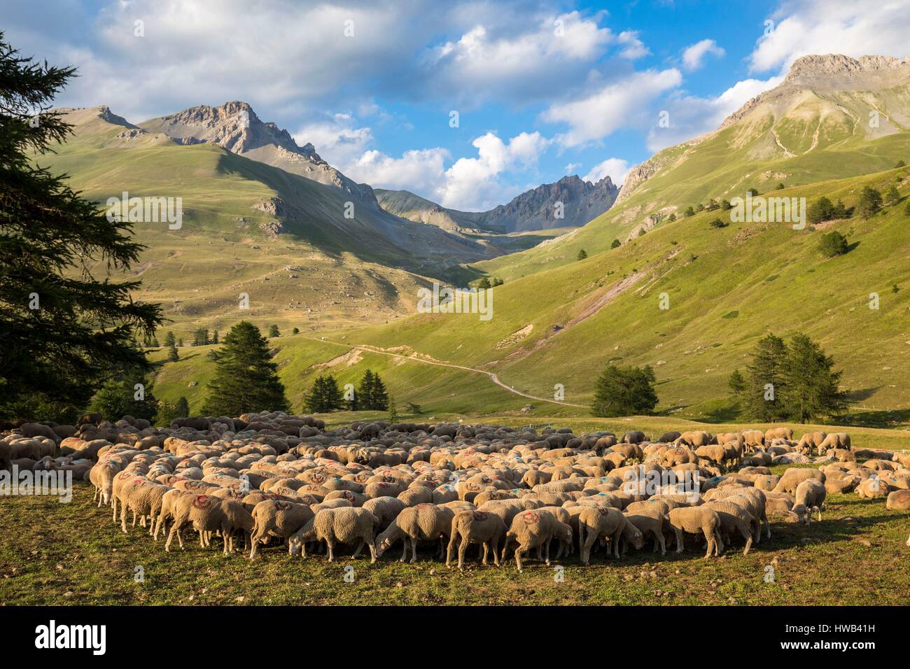 France, Alpes de Haute Provence, national park of Mercantour, Haute ...