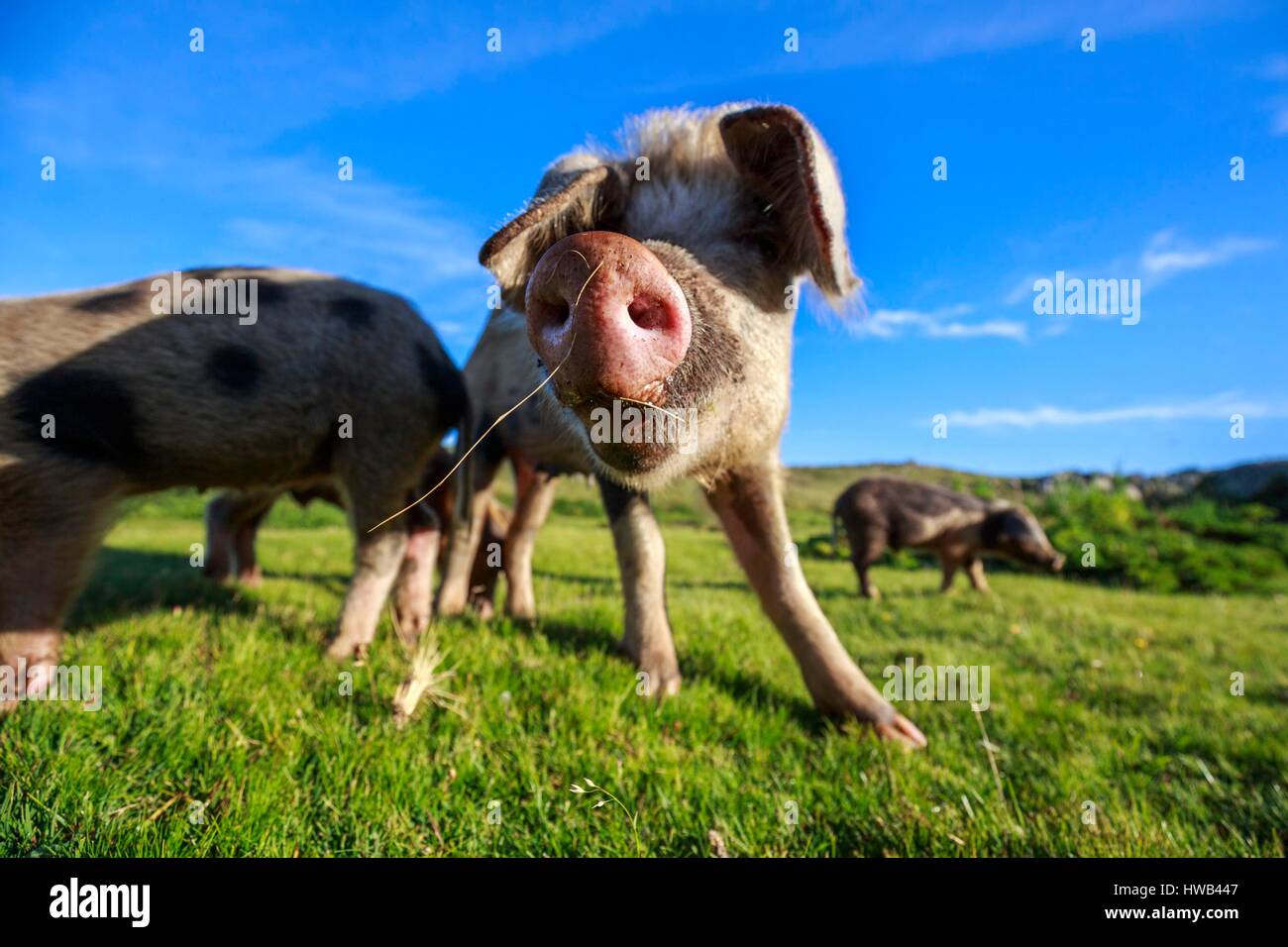 Corsica Pigs High Resolution Stock Photography and Images - Alamy