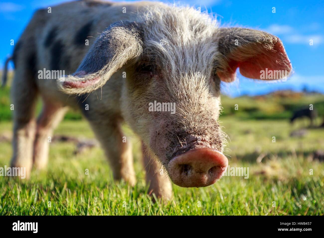 France, Corse du Sud, Serra di Scopamene, pig Corsica or Porcu nustrale ...