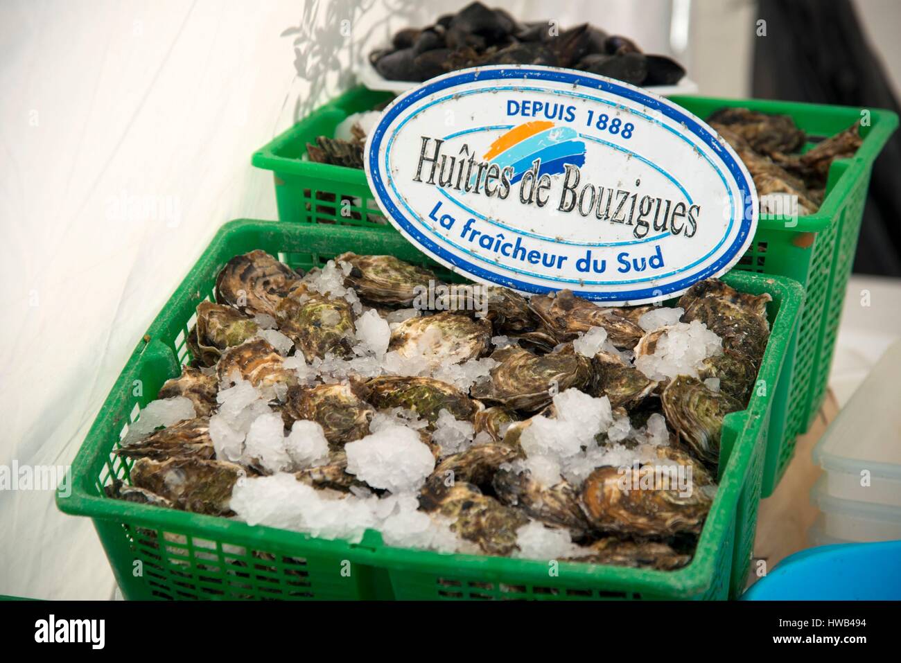 France, Herault, Bouzigues, basket of oysters covered with ice from the ...