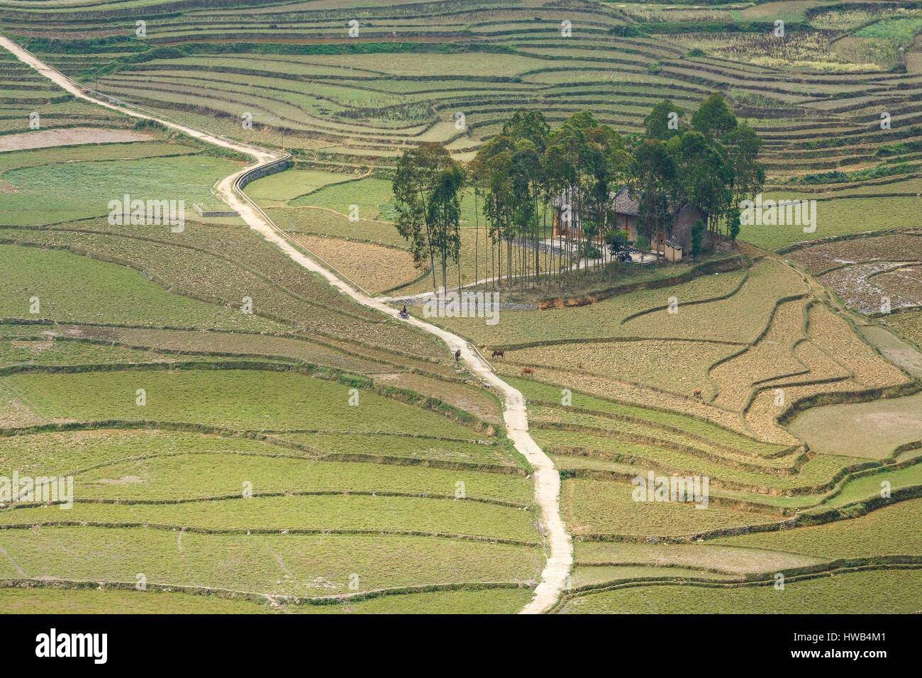 Vietnam rice terrace cow hi-res stock photography and images - Alamy