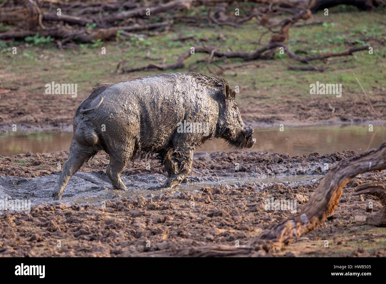 Sri Lanka, Yala national patk, Wild boar (Sus scrofa affinis), take a ...