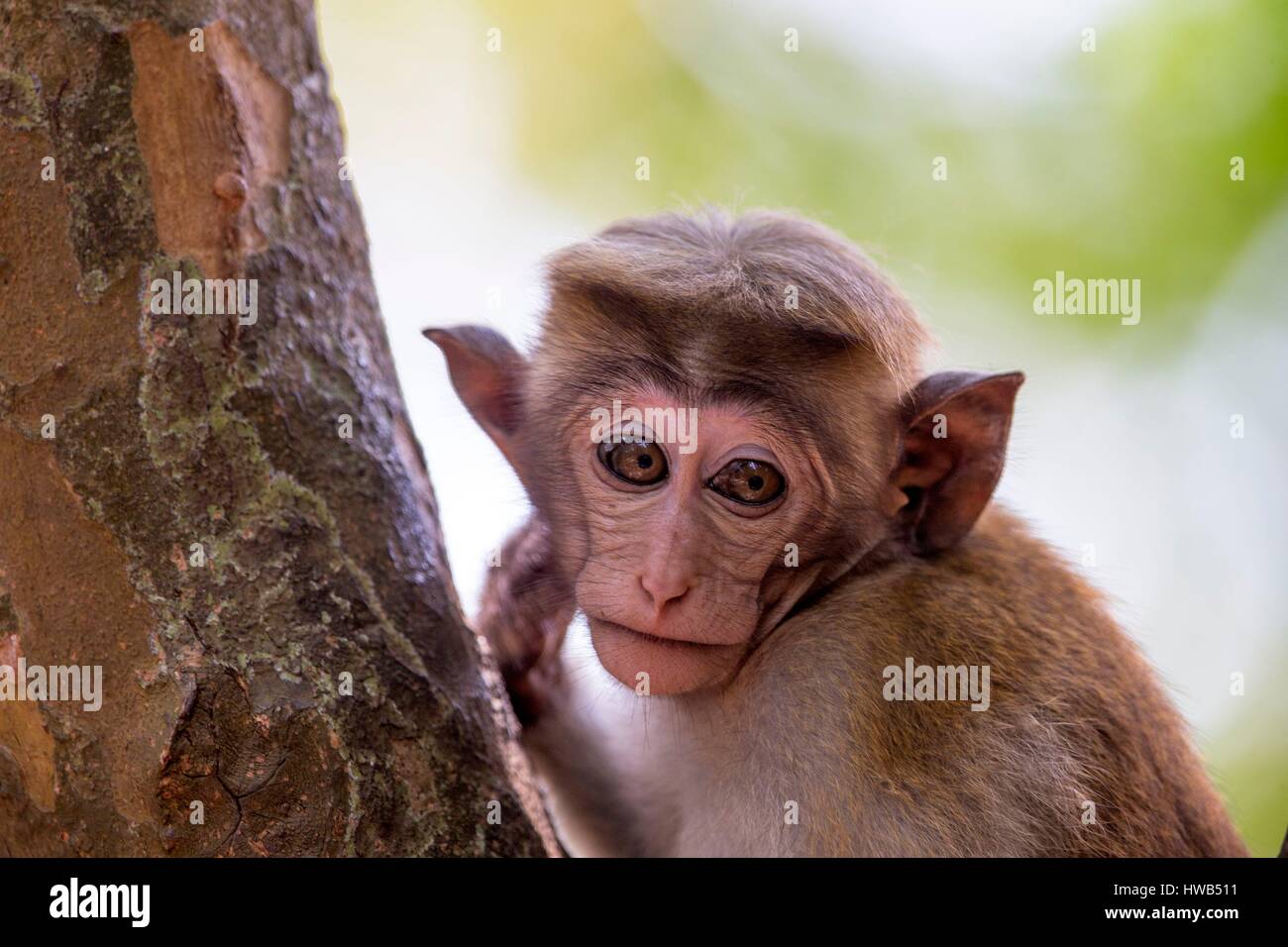 Sri Lanka, Yala national patk, Toque macaque (Macaca sinica Stock Photo ...