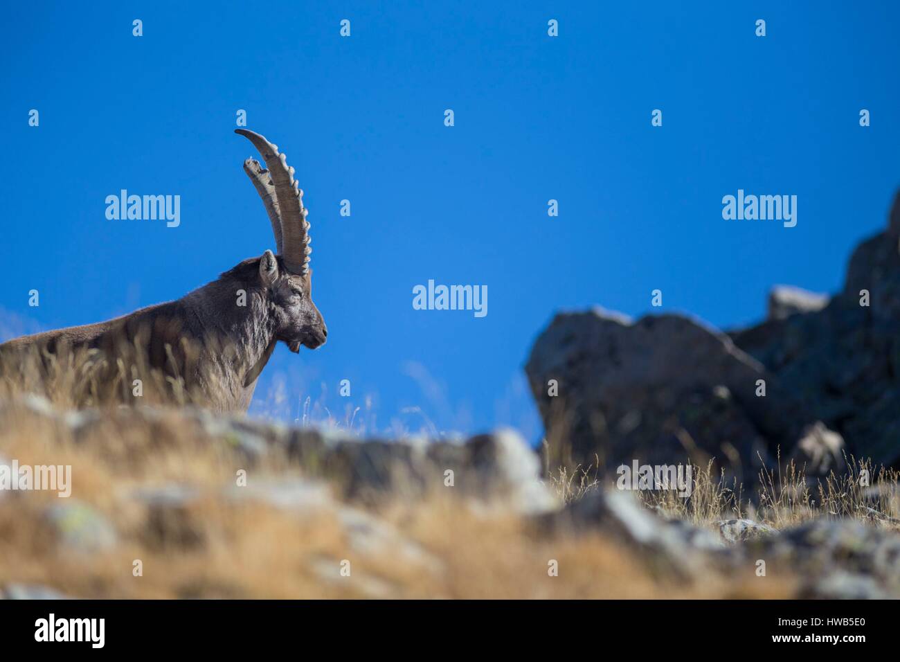 France, Alpes de Haute-Provence, national park of Mercantour, Haut ...