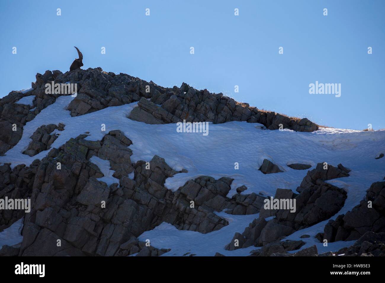 France, Alpes de Haute-Provence, national park of Mercantour, Haut ...