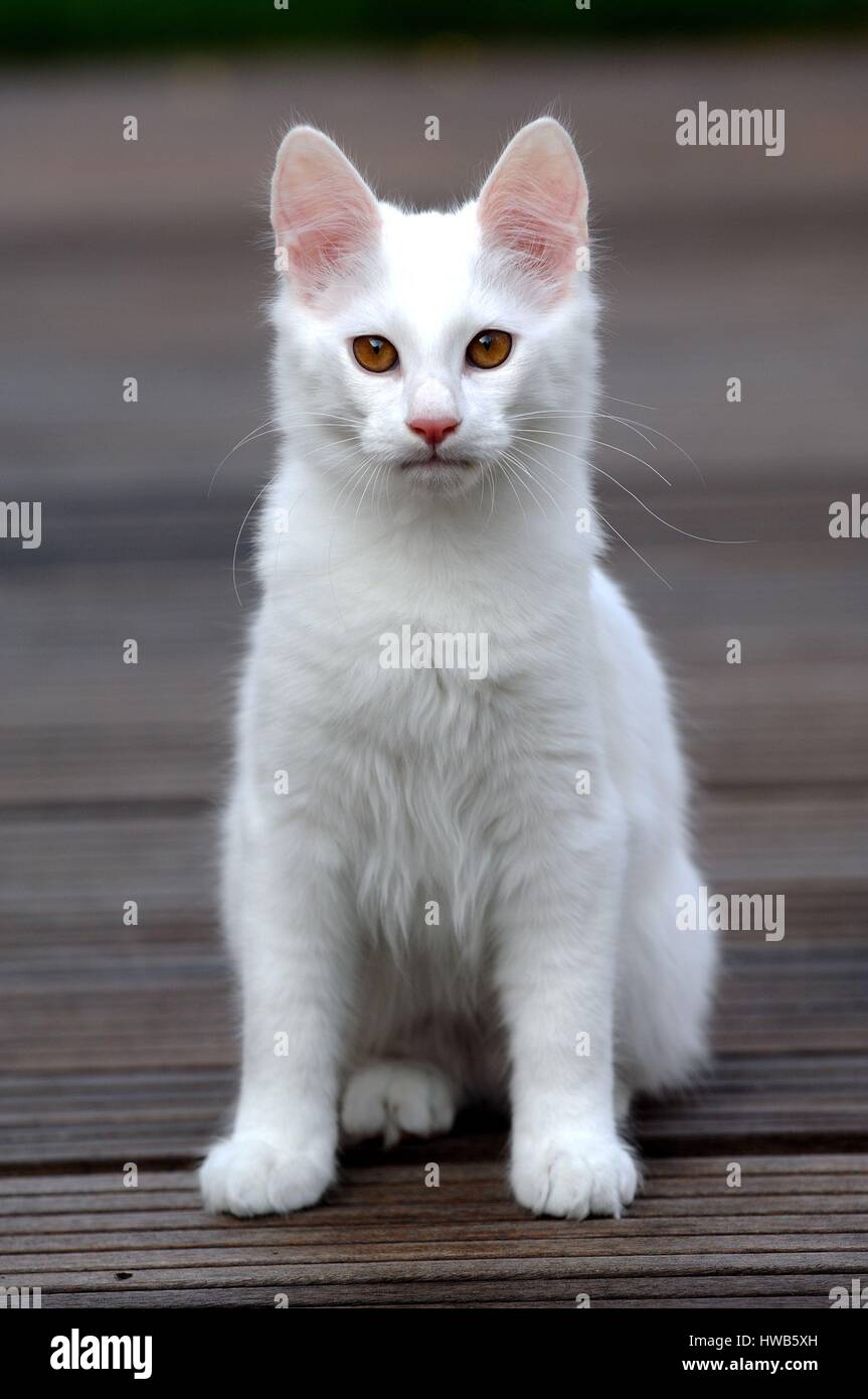 Silver Turkish Angora