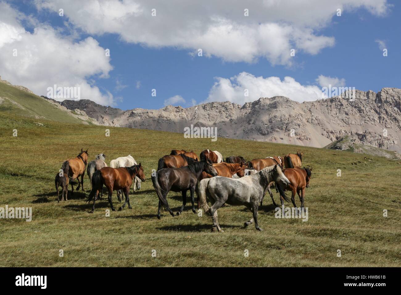 Kyrgyzstan, Naryn Province, tourist trip and mountain trek, herd of ...