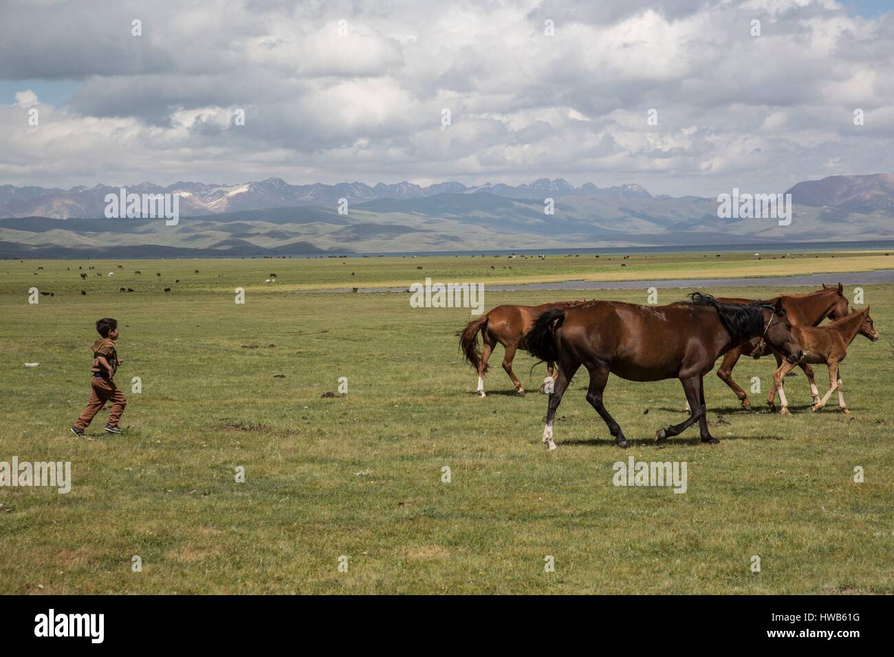 Kyrgyzstan, Naryn Province, tourist trip and mountain trek, mares and ...