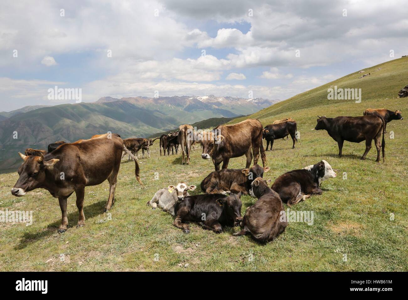 Kyrgyzstan, Naryn Province, sightseeing tour and mountain trek, cow ...