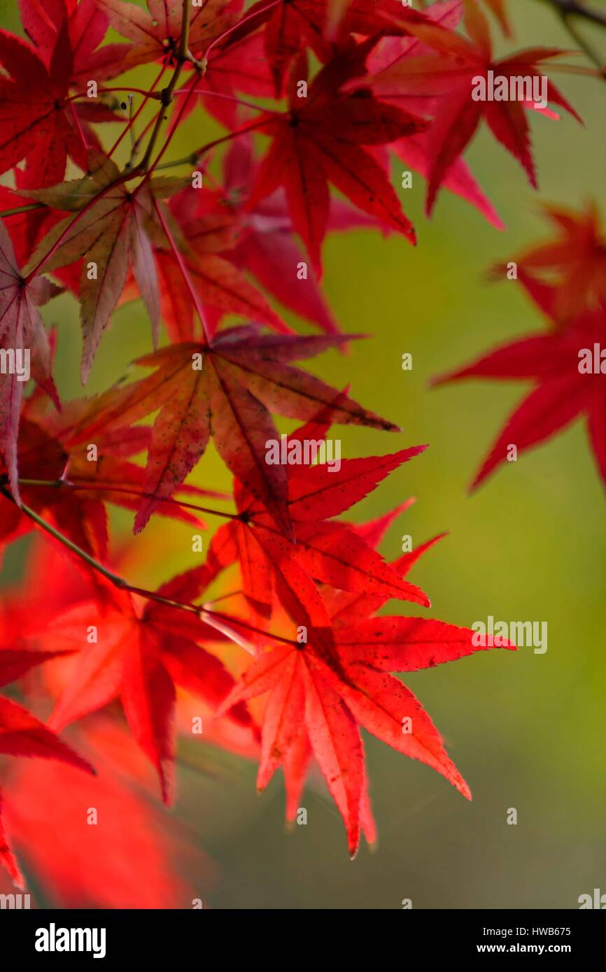 Japan, Honshu island, Kinki district, Kyoto, maple leaves Stock Photo ...