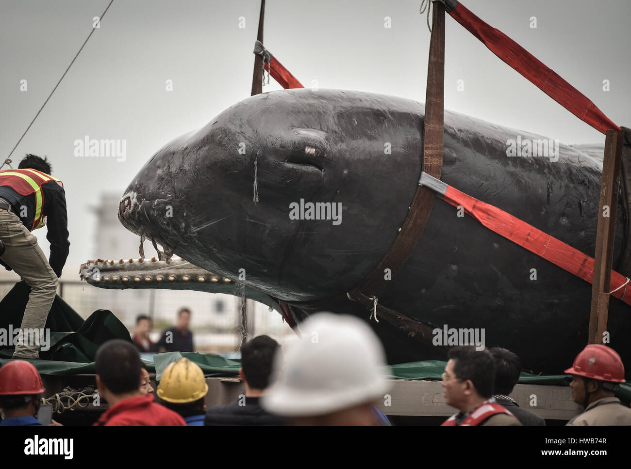 Whale corpse hi-res stock photography and images - Alamy