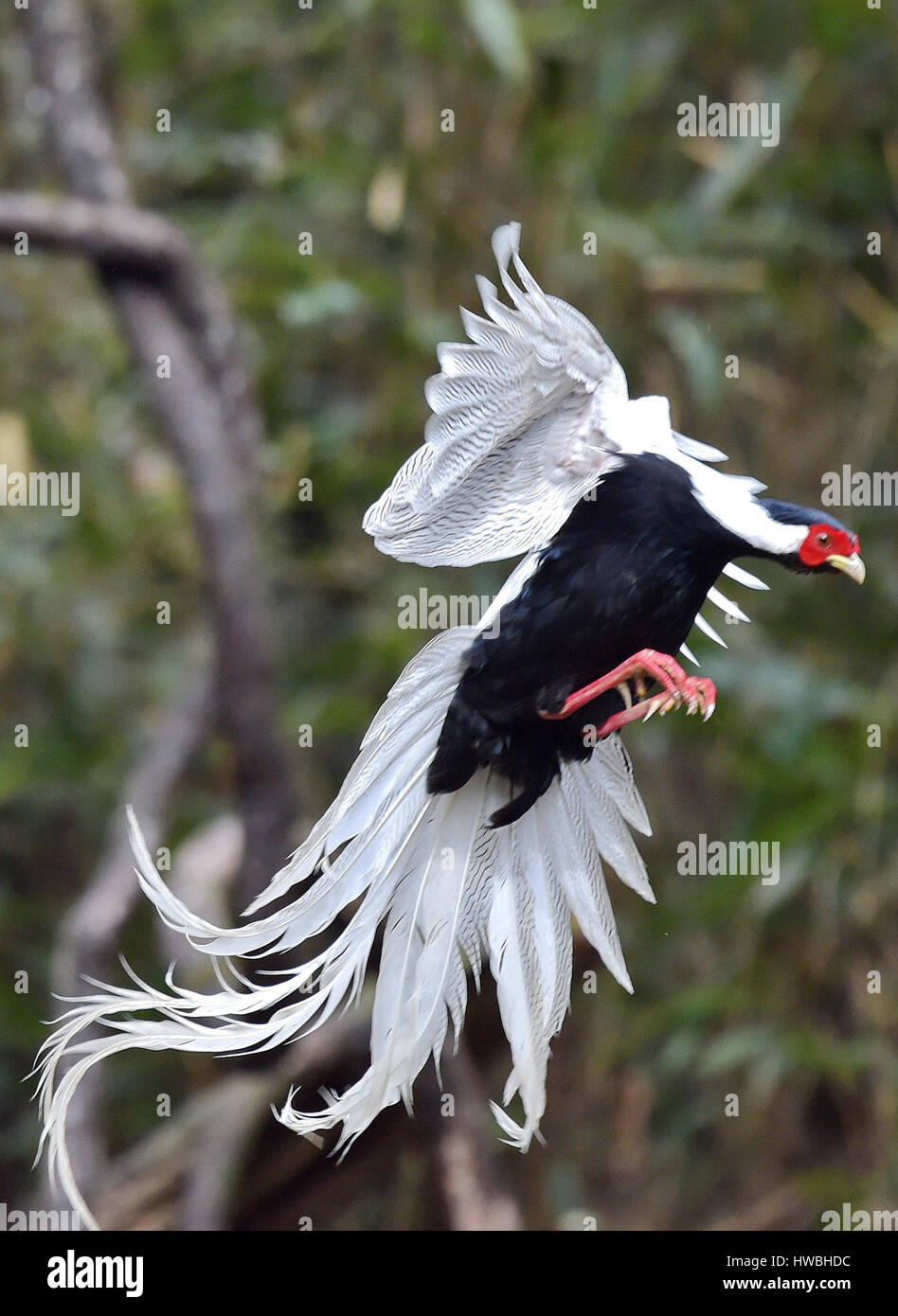 Mingxi, China's Fujian Province. 19th Mar, 2017. A silver pheasant is ...