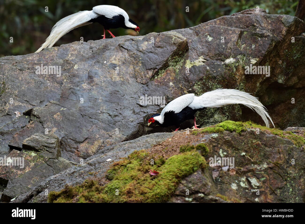 Mingxi, China's Fujian Province. 19th Mar, 2017. Silver pheasants are ...
