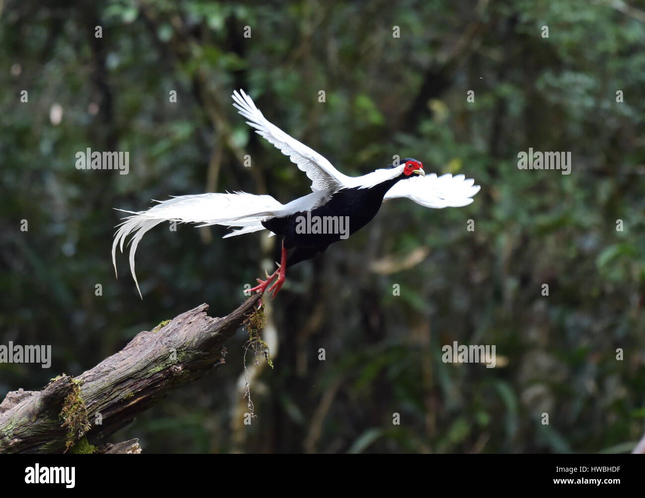 Mingxi, China's Fujian Province. 19th Mar, 2017. A silver pheasant is ...