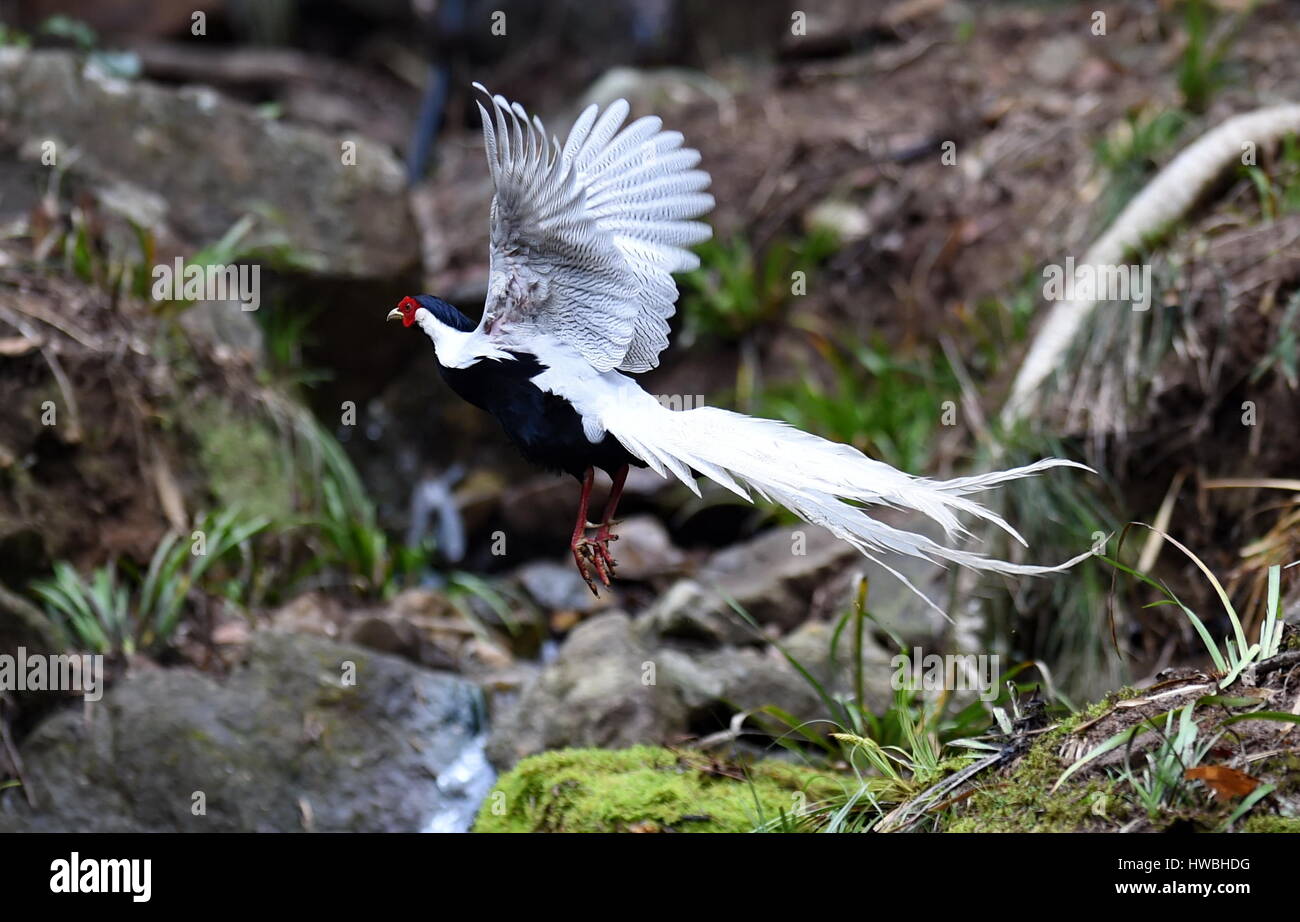 Mingxi, China's Fujian Province. 19th Mar, 2017. A silver pheasant is ...