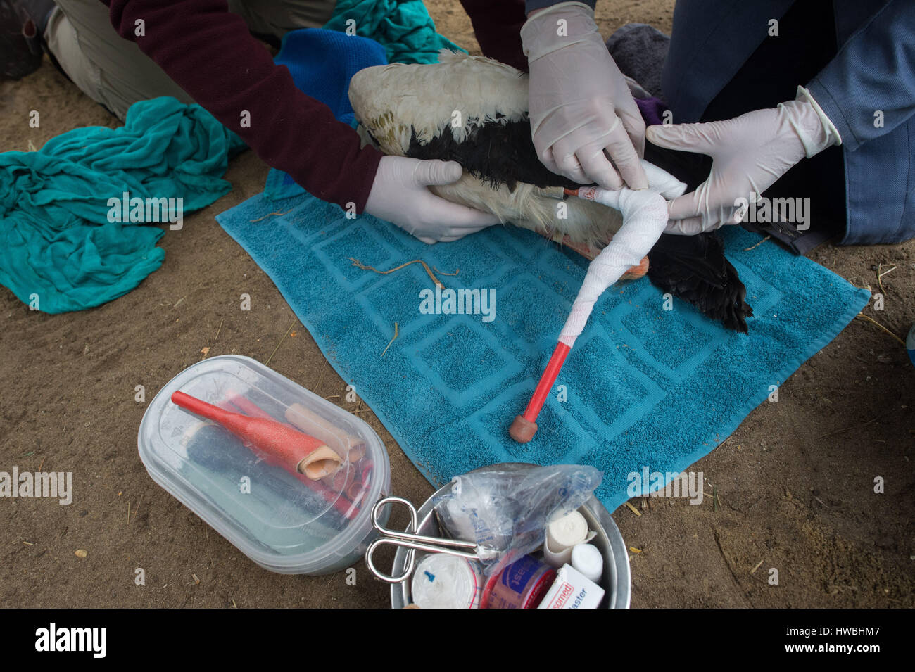 Leg stump hi-res stock photography and images - Alamy