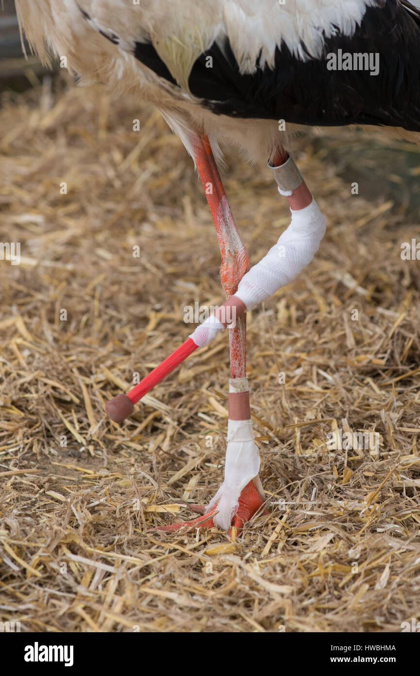 Loburg, Germany. 20th Mar, 2017. The white stork Emma stands on her ...
