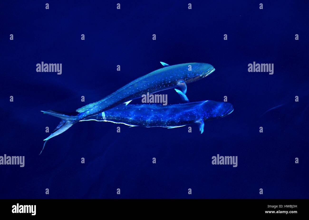 Joides resolution ship hi-res stock photography and images - Alamy