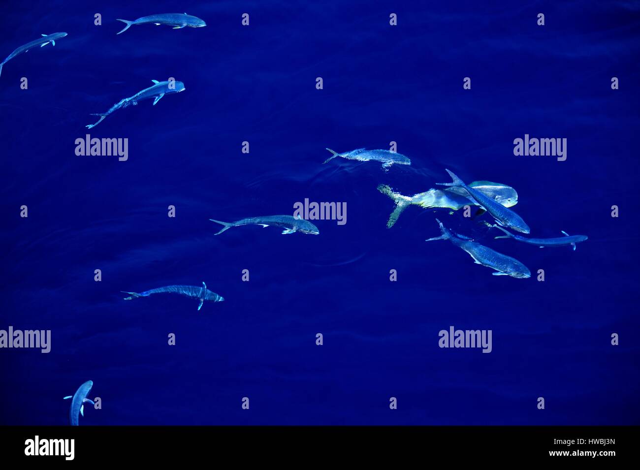 International Ocean Discovery Program High Resolution Stock Photography ...