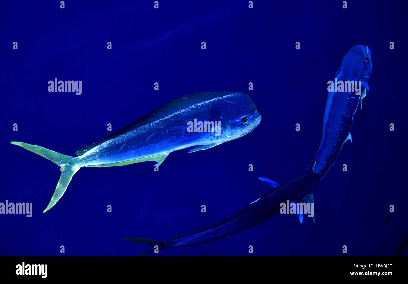 International Ocean Discovery Program High Resolution Stock Photography ...