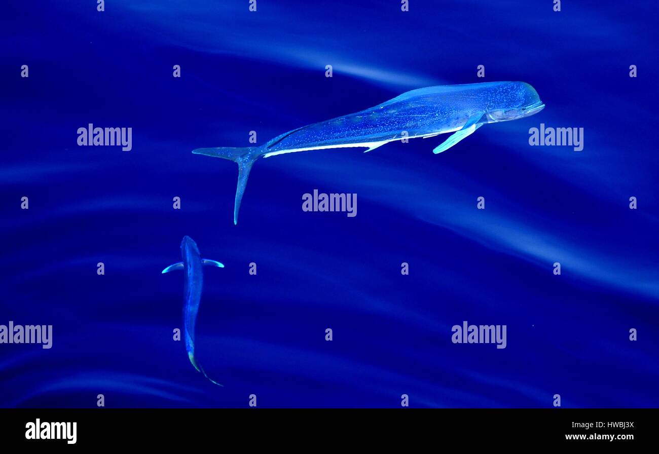 Joides resolution ship hi-res stock photography and images - Alamy