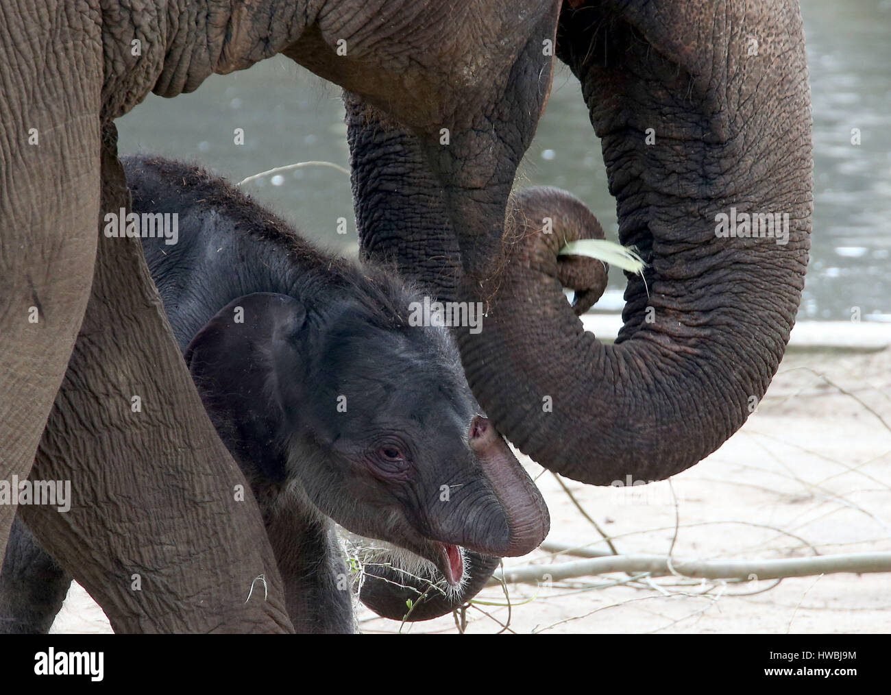Cologne, Germany. 20th Mar, 2017. A freshly born elephant bull moves ...