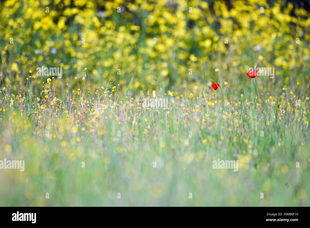 Spring Wildflowers in a field Photographed in Israel in March Stock ...