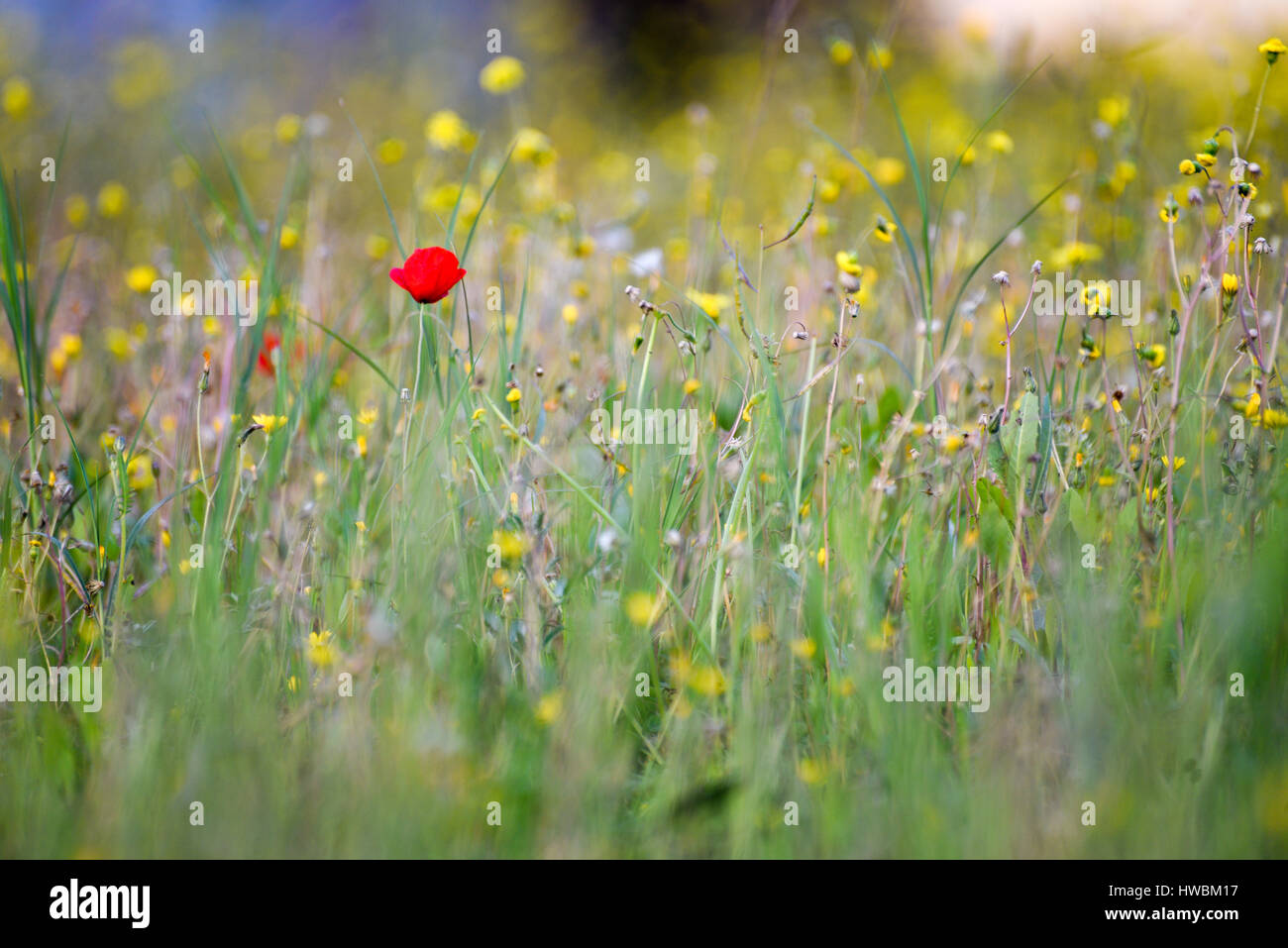 Spring Wildflowers in a field Photographed in Israel in March Stock ...