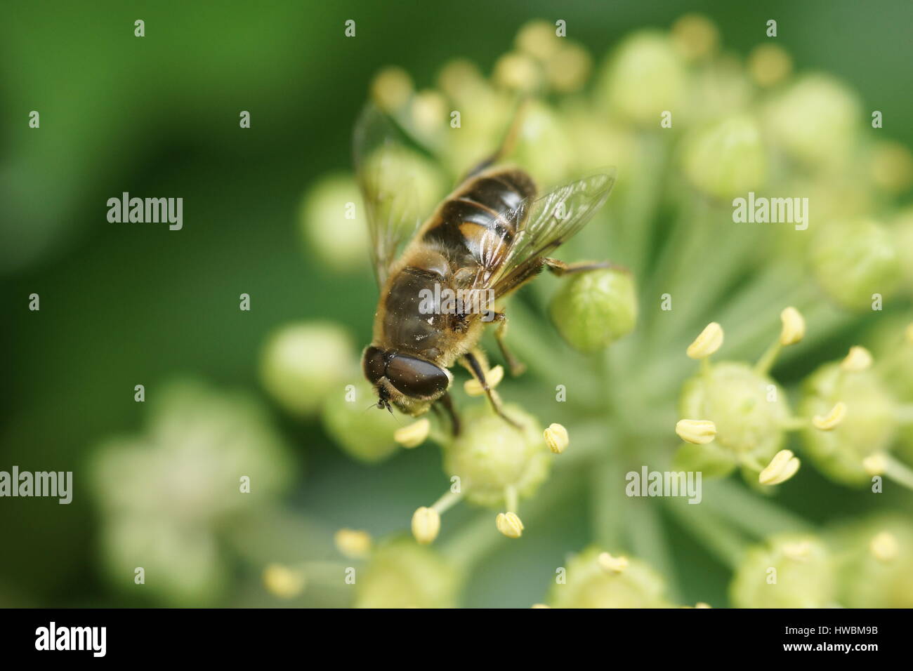 Florae hi-res stock photography and images - Alamy
