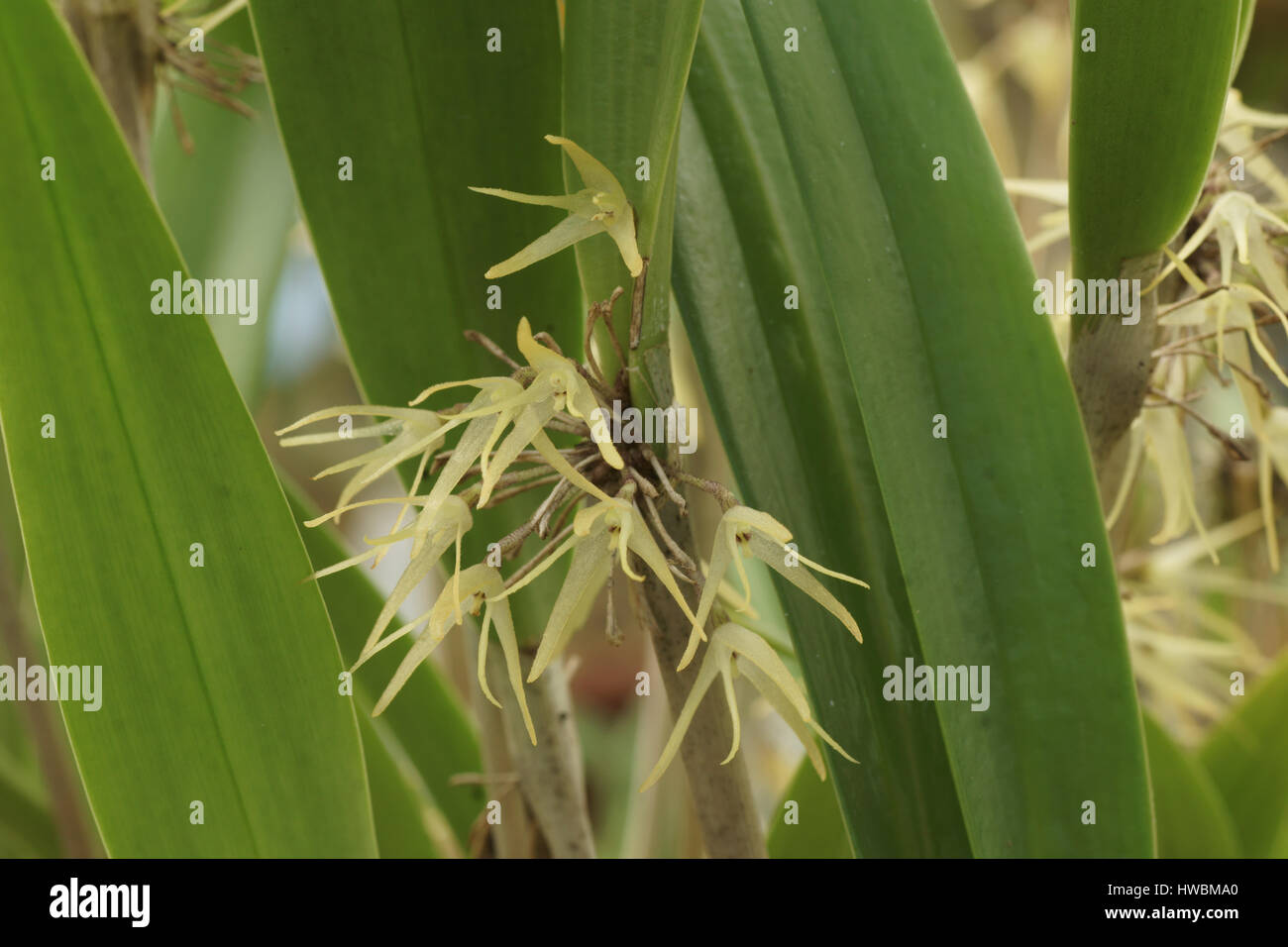 Myoxanthus exasperatus hi-res stock photography and images - Alamy