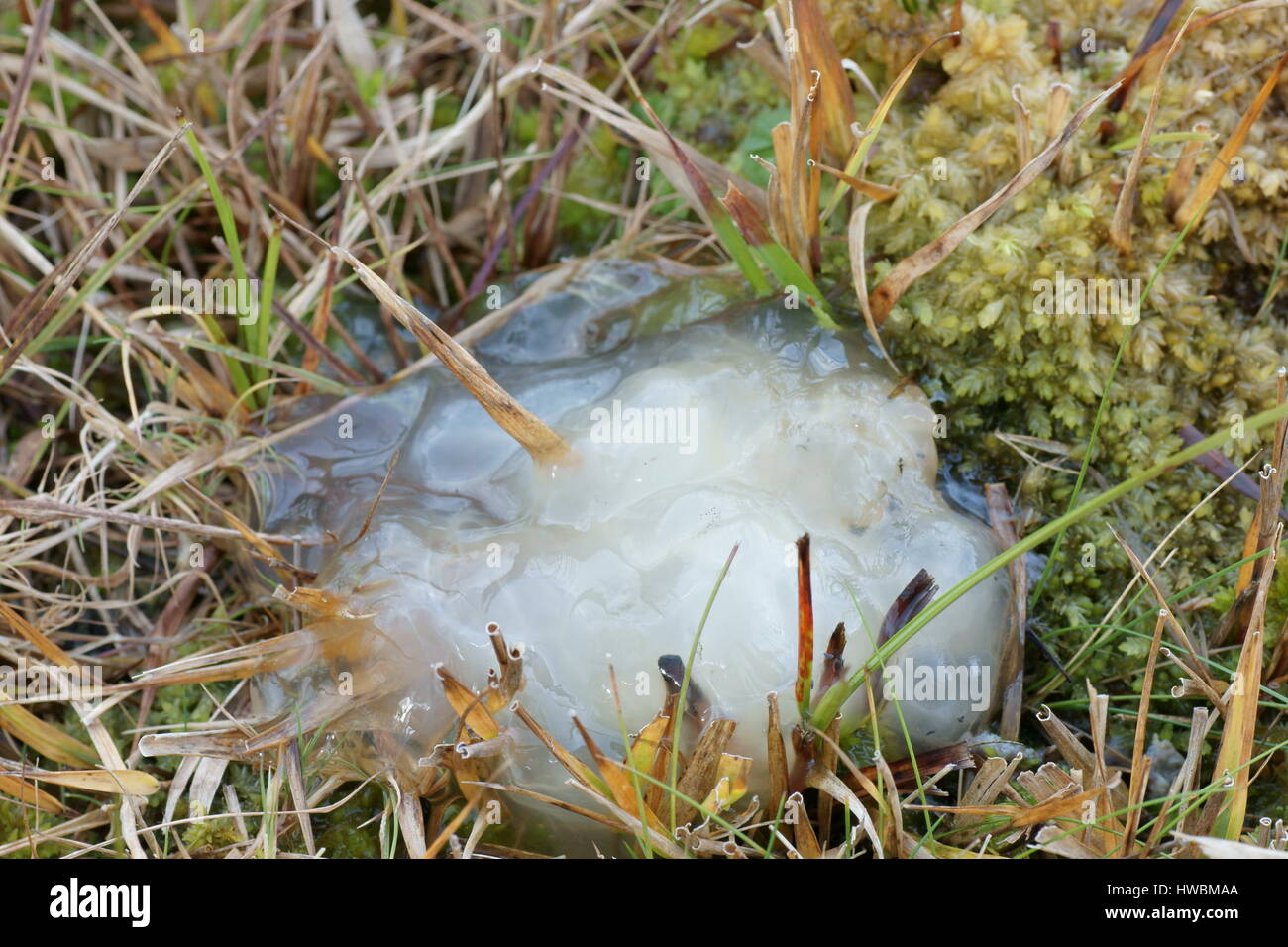 Regurgitated hi-res stock photography and images - Alamy